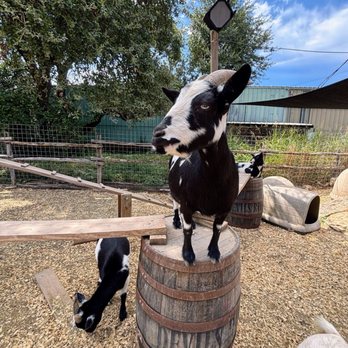 SCREAMING GOAT YARD & TAP - Updated October 2025 - 426 Photos & 288 ...