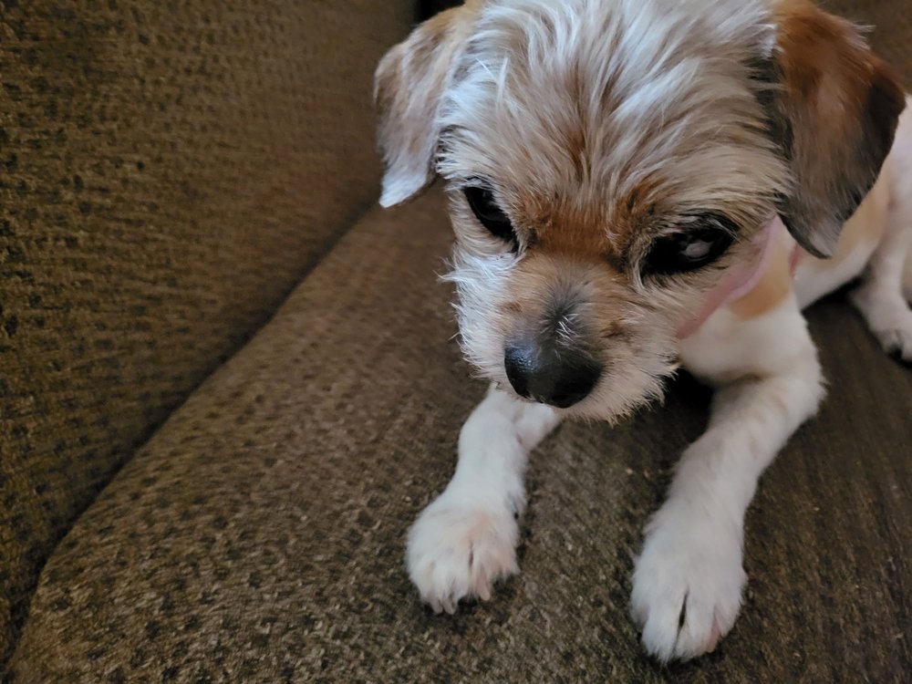 COMMUNITY VETERINARY HOSPITAL - Updated July 2024 - 65 Photos & 231 ...