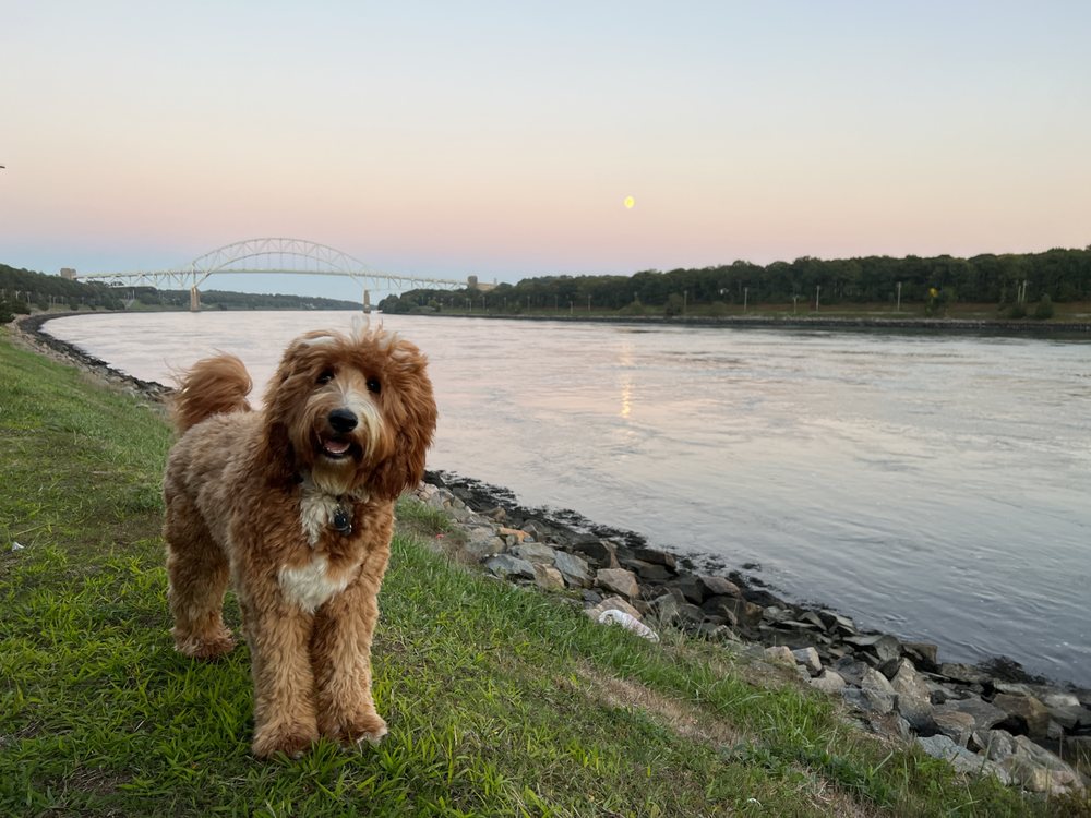 SCOUT’S HONOR DOG GROOMING - Updated October 2025 - 4 Mark Ln, Hyannis ...