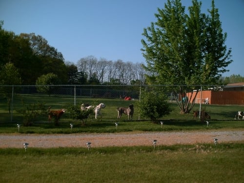 PARADISE PET RESORT - Updated December 2025 - 14 Photos - 2100 Paradise ...