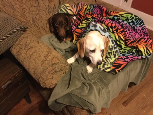 HUMANE SOCIETY OF SOUTHWEST MISSOURI - Updated June 2026 - 12 Photos ...