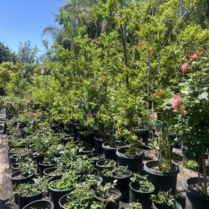 DEVIL MOUNTAIN WHOLESALE NURSERY - Updated September 2025 - 545 Smilax ...
