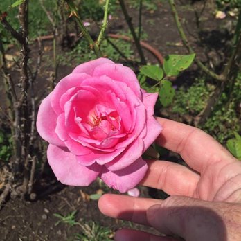 MAPLEWOOD ROSE GARDEN - Updated October 2025 - 109 Photos & 11 Reviews ...