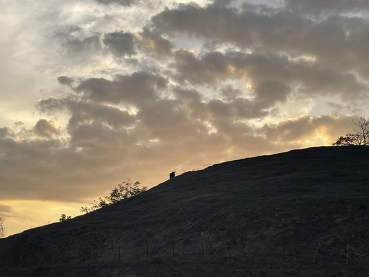 COWBOYS - Updated December 2025 - 75 Photos & 70 Reviews - Carretera ...