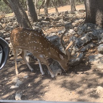 NATURAL BRIDGE WILDLIFE RANCH - Updated July 2024 - 1741 Photos & 554 ...