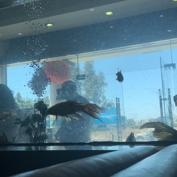 CHINA KING BUFFET - Updated December 2025 - 11 Photos & 11 Reviews ...