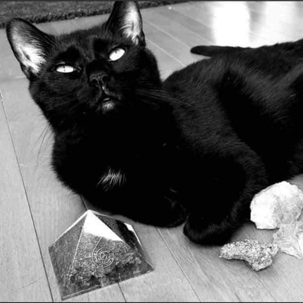 KATE EMBERTON CERTIFIED ANIMAL REIKI - Updated August 2025 - Waterloo ...