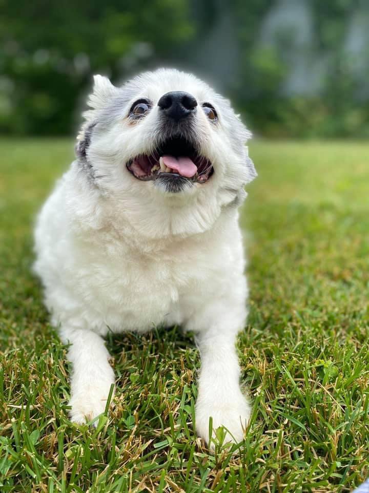 FURRY GOD MOTHER PET CARE - Updated December 2025 - 109 Photos ...