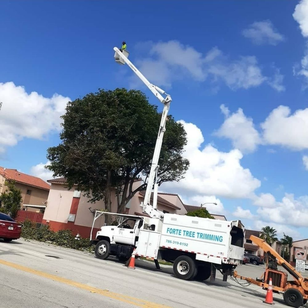 FORTE TREE TRIMMING - Updated July 2025 - 85 Photos - Hialeah, Florida ...