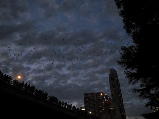 BATS UNDER THE CONGRESS AVENUE BRIDGE - Updated April 2025 - 809 Photos ...