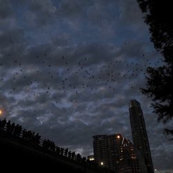 BATS UNDER THE CONGRESS AVENUE BRIDGE | 741 Photos & 506 Reviews | 100 ...