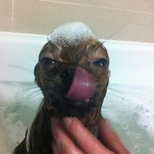 PETMAX - Updated August 2024 - 45 Nebo Road, Hamilton, Ontario - Pet ...