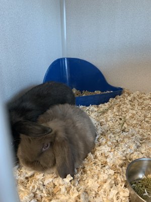 NEBRASKA HUMANE SOCIETY - Updated January 2026 - 49 Photos & 104 ...