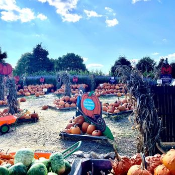 COX FARMS - Updated October 2024 - 786 Photos & 386 Reviews - 15621 ...