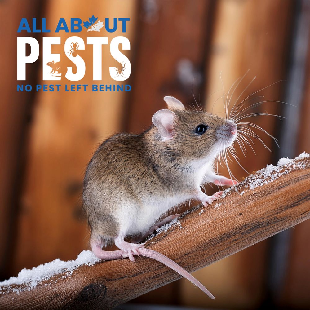 ALL ABOUT PESTS - Updated November 2025 - Request a Quote - 10180 101 ...