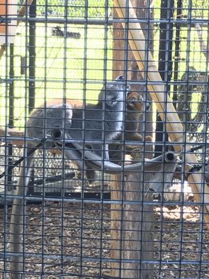 DUKE UNIVERSITY LEMUR CENTER - 157 Photos & 66 Reviews - Zoos - 3705 ...