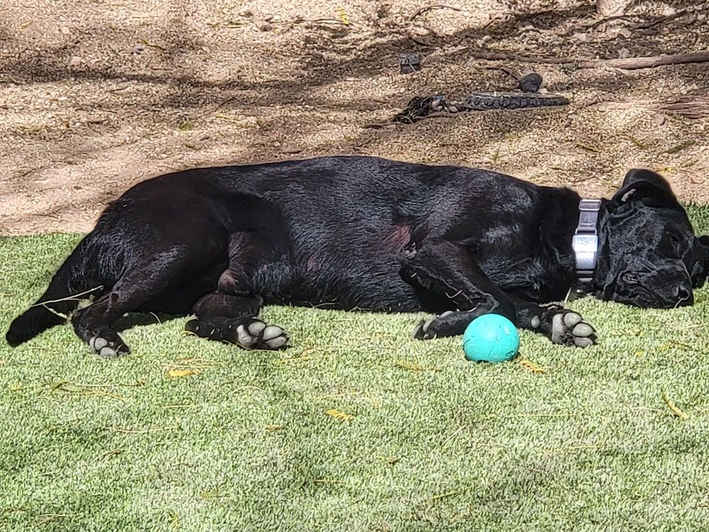 SOUTHWEST OASIS LABRADOR RESCUE - 10 Photos - 7739 E Broadway Blvd ...