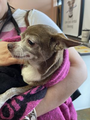 FIX UR PET - Updated September 2025 - 4247 FM 1764, Santa Fe, Texas ...