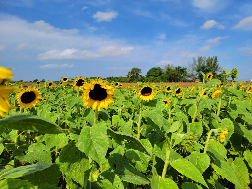 The Berry Farms, Miami | Roadtrippers