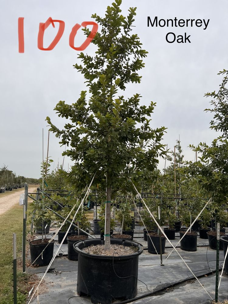 TREES PLEASE - Updated August 2025 - 23 Photos & 23 Reviews ...