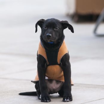 SEATTLE HUMANE - Updated June 2025 - 119 Photos & 219 Reviews - 13212 ...