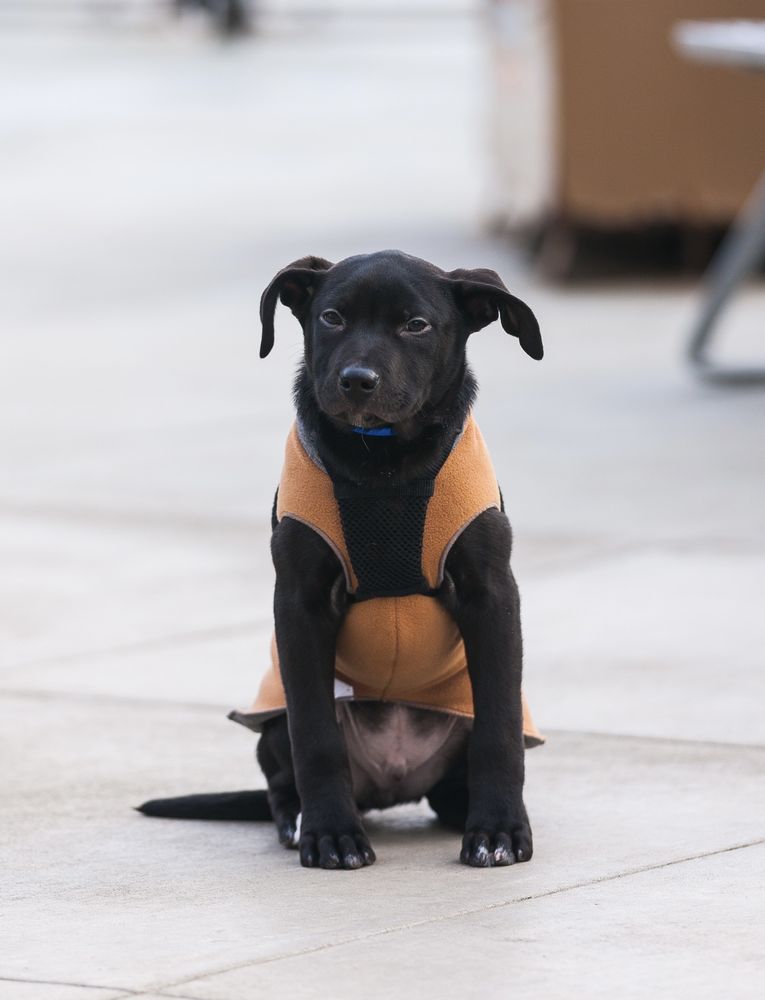 SEATTLE HUMANE - Updated December 2025 - 134 Photos & 222 Reviews ...