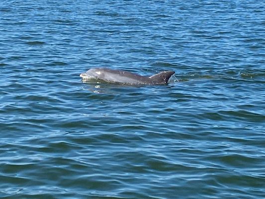 NAG’S HEAD DOLPHIN WATCH - Updated August 2025 - 17 Photos & 20 Reviews ...