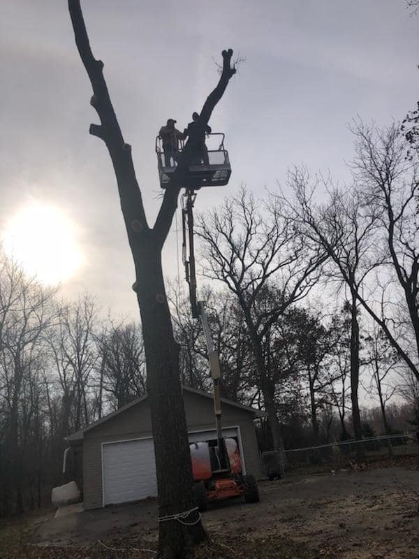 DED TREE AND LAWN SERVICE - Updated February 2025 - Janesville ...