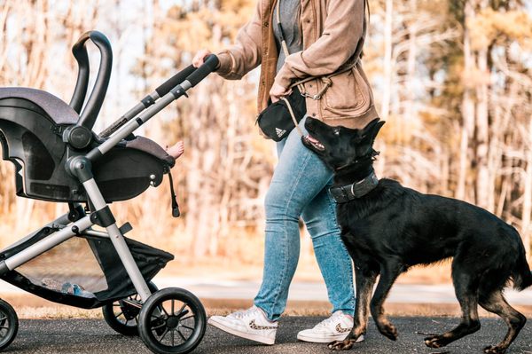 CAMP LEGACY DOGS - Updated November 2025 - 66 Photos - Jefferson City ...