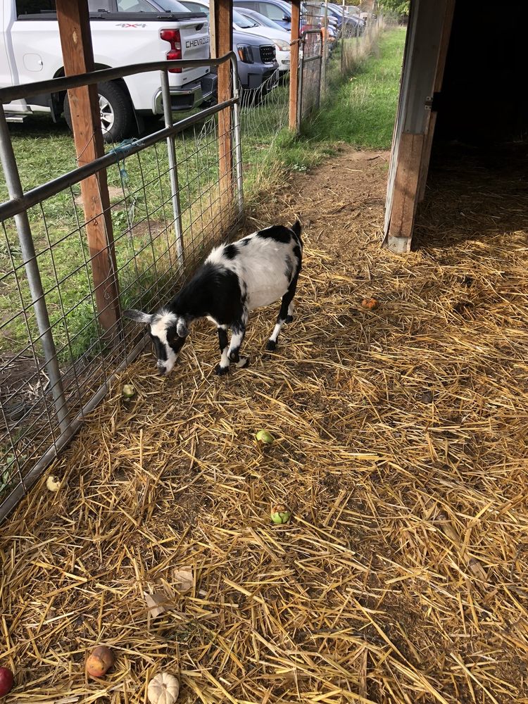 JOHNSON FARMS - Updated May 2026 - 30 Photos & 23 Reviews - 89733 ...