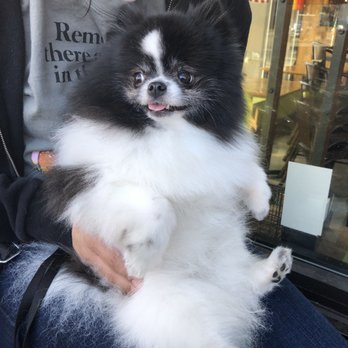CITY PAWS - Updated March 2025 - 70 Photos & 97 Reviews - 345 15th Ave ...