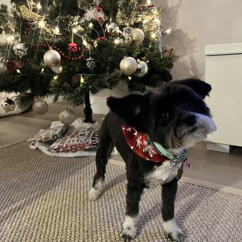 BARK ROOM - Updated December 2025 - 178 Photos & 131 Reviews - 65 S ...