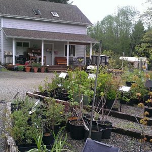 HIGASHI NURSERY - Updated January 2025 - 10 Reviews - 8911 Riverside Dr ...