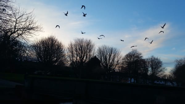 GRIFFITH PARK - Updated September 2024 - 41 Photos - Glasnevin ...