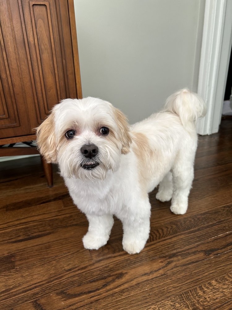 PUPPY UNITED - Updated October 2025 - 21 Photos - 976 Piedmont Ave NE ...