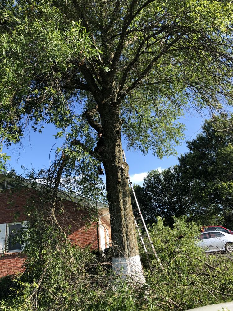 FAITH TREE & OUTDOOR SERVICES - Updated October 2025 - 606 E Budlong St ...