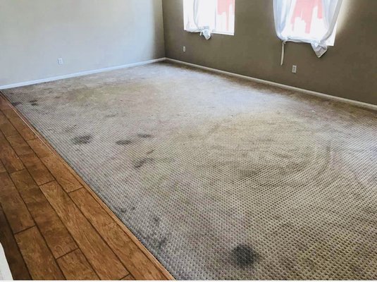 ALL IN CARPET CLEANING - Updated January 2026 - 63 Photos & 195 Reviews ...