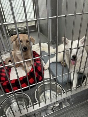 SOUTHEAST AREA ANIMAL CONTROL AUTHORITY - Updated July 2025 - 202 ...