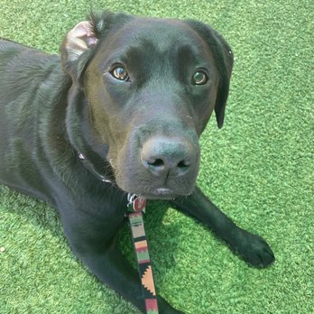 FREEDOM SERVICE DOGS - Updated January 2026 - 13 Photos & 12 Reviews ...