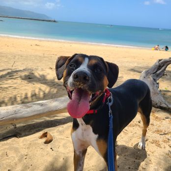 OAHU SPCA - Updated October 2024 - 128 Photos & 144 Reviews - 823 Olive ...