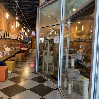 RIVER KITTY CAT CAFE - Updated January 2025 - 128 Photos & 58 Reviews ...