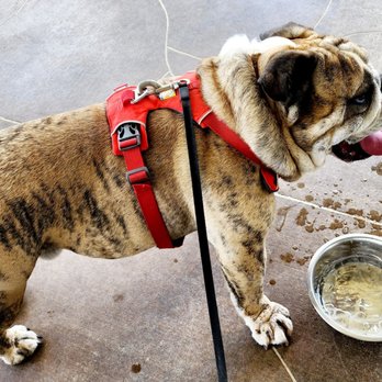 THE SNEAKY BEAGLE - Updated May 2024 - 263 Photos & 214 Reviews - Yelp