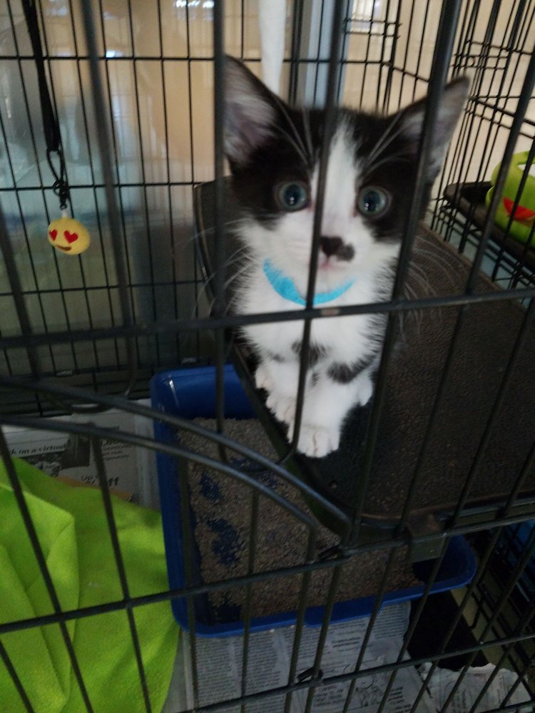 RIVERSIDE COUNTY DEPARTMENT OF ANIMAL SERVICES - 25 Photos & 39 Reviews ...