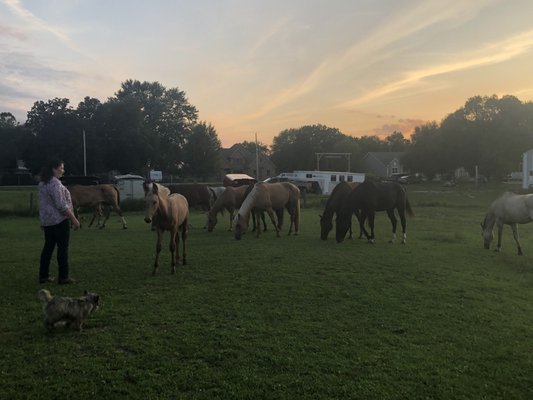 MILLBROOK TRAIL RIDES - 41 Photos & 20 Reviews - Horseback Riding ...