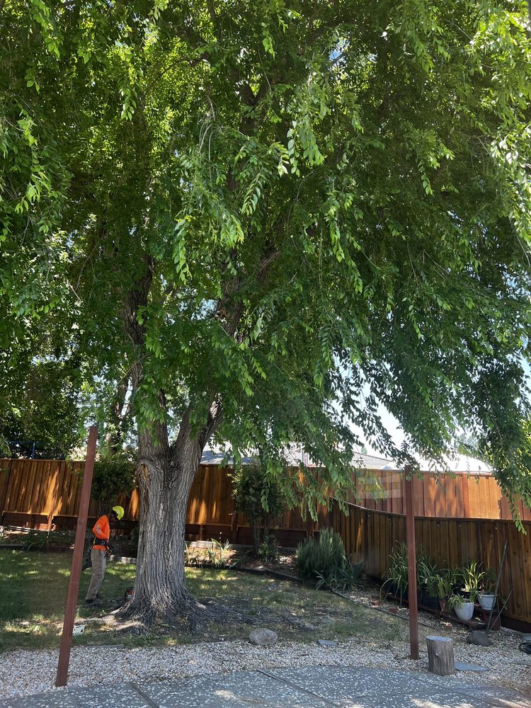 PREFERRED EXPERT TREE SERVICE - Updated January 2026 - 122 Photos & 138 ...