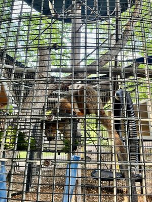 DUKE UNIVERSITY LEMUR CENTER - 175 Photos & 70 Reviews - 3705 Erwin Rd ...