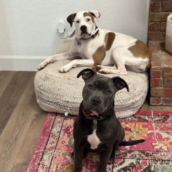 TEXAS COALITION FOR ANIMAL PROTECTION - HURST - Updated October 2025 ...