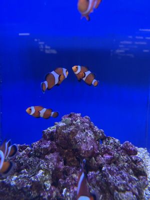 THE OCEAN FLOOR - 108 Photos & 158 Reviews - 2347 W Thomas Rd, Phoenix ...