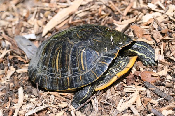 TULE PONDS AT TYSON LAGOON WETLAND CENTER - Updated October 2025 - 29 ...