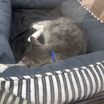 MINI CAT TOWN - MILPITAS - Updated August 2024 - 71 Photos & 16 Reviews ...